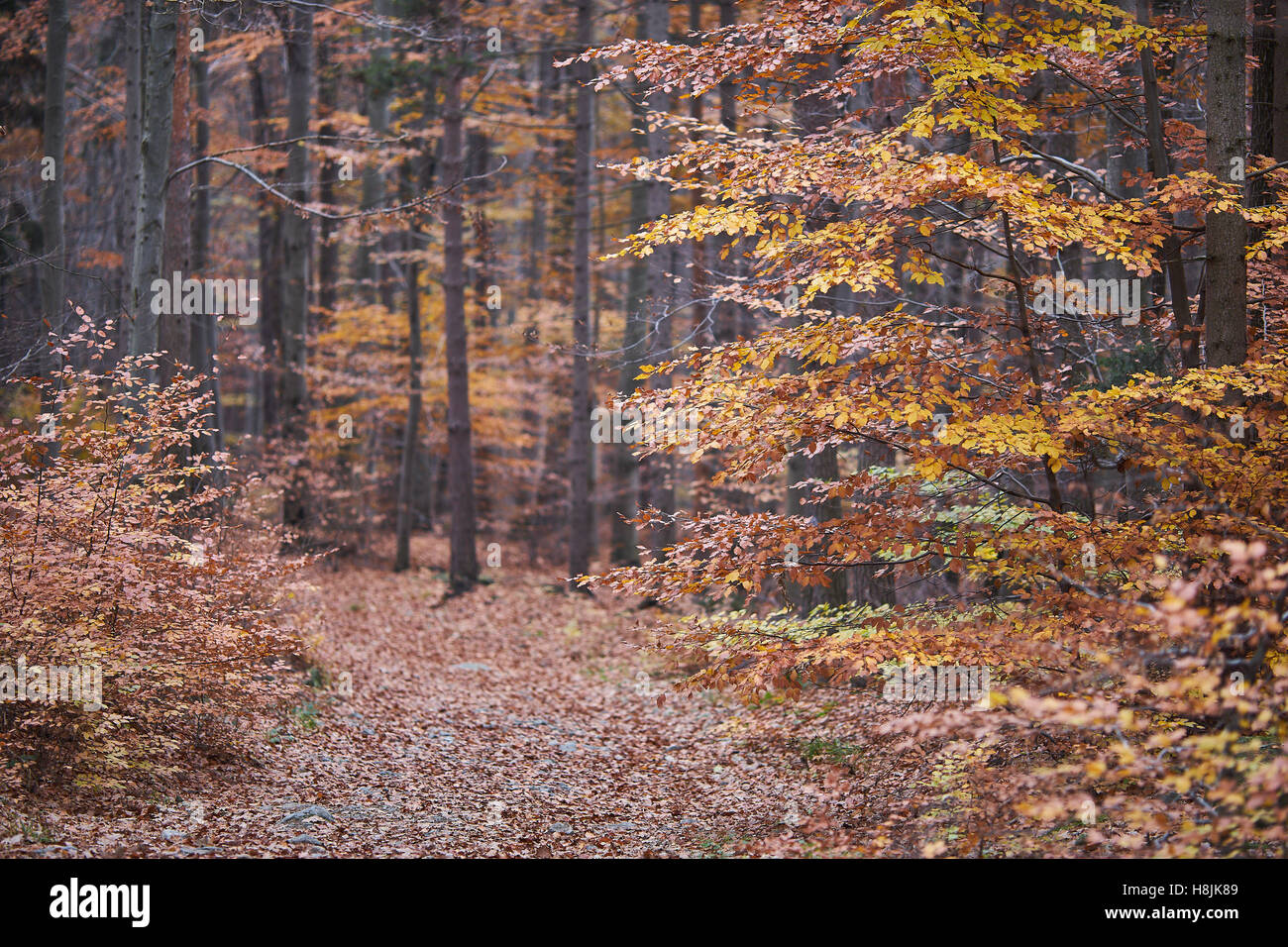 Beech colorful hi-res stock photography and images - Alamy