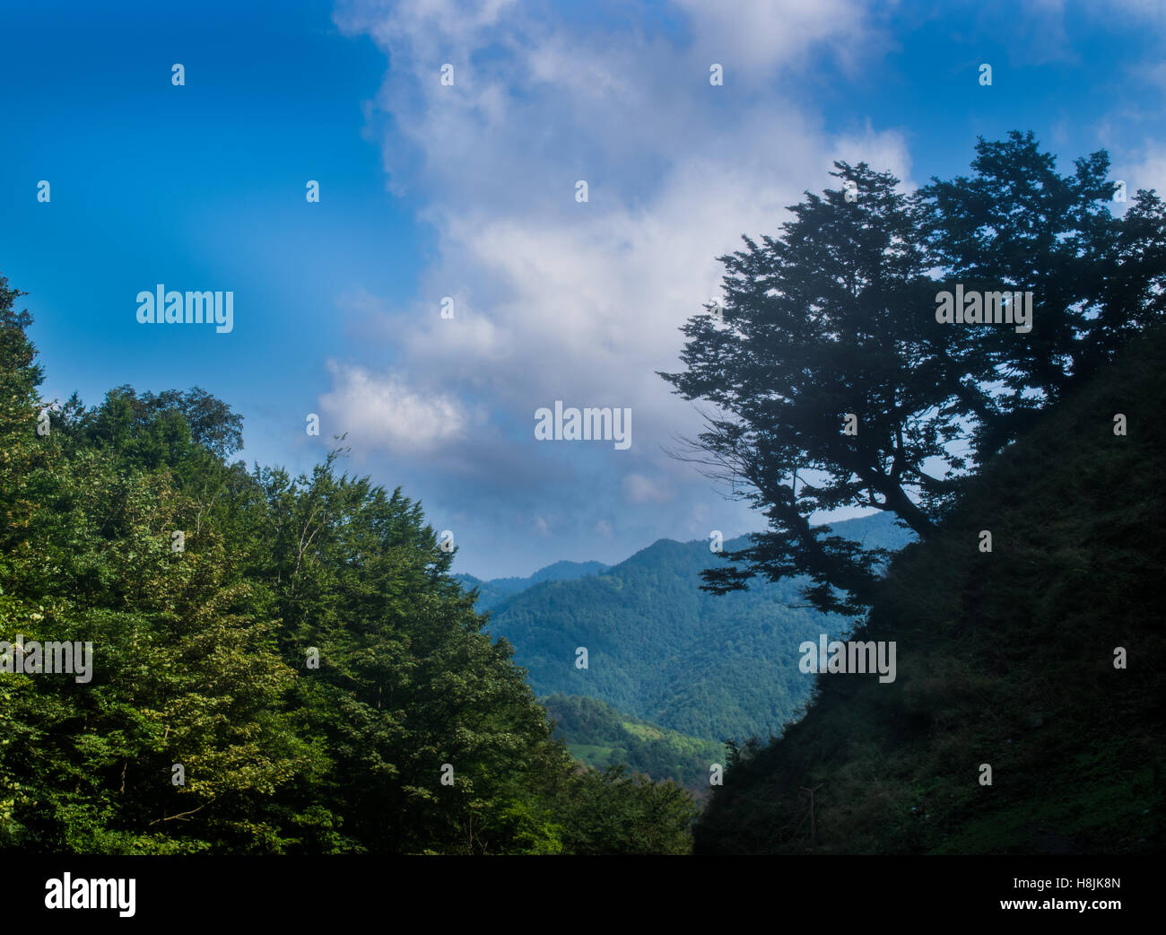 latoon beautiful jungle Stock Photo - Alamy