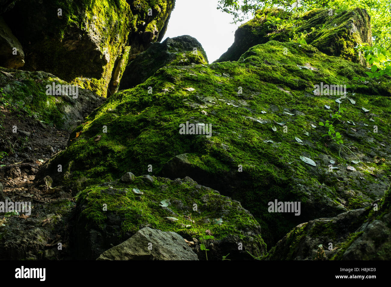 Mossy rocks in the the jungle Stock Photo - Alamy
