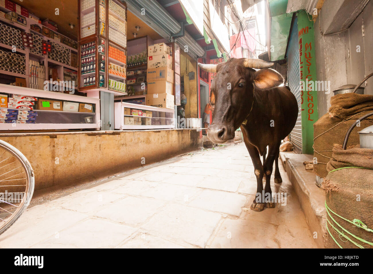 Cow roaming the streets of Varanasi, India Stock Photo - Alamy