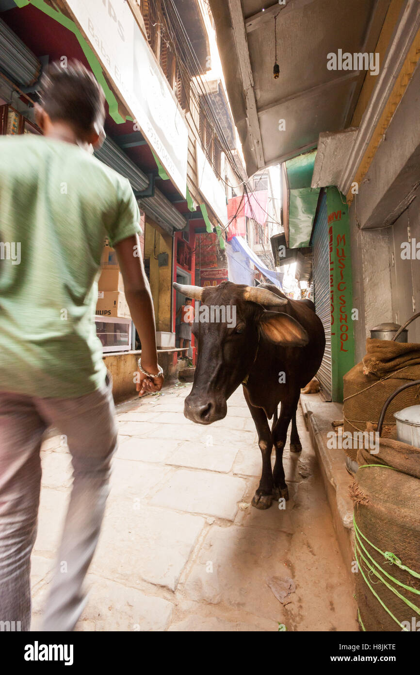Cow roaming the streets of Varanasi, India Stock Photo - Alamy