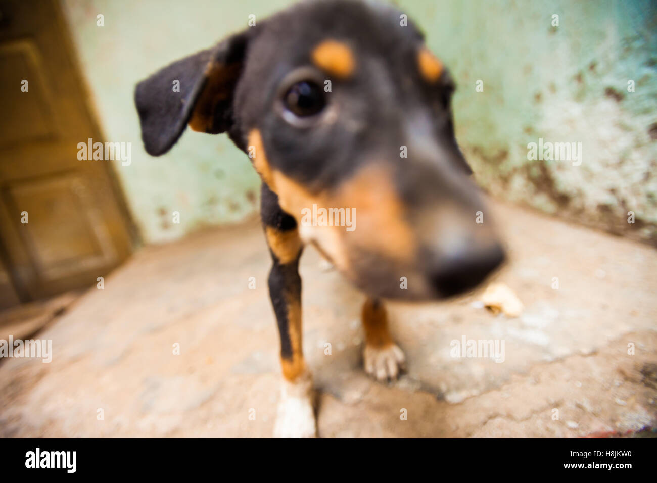 Litter of puppies in the back alleyways of Varanasi, India Stock Photo ...