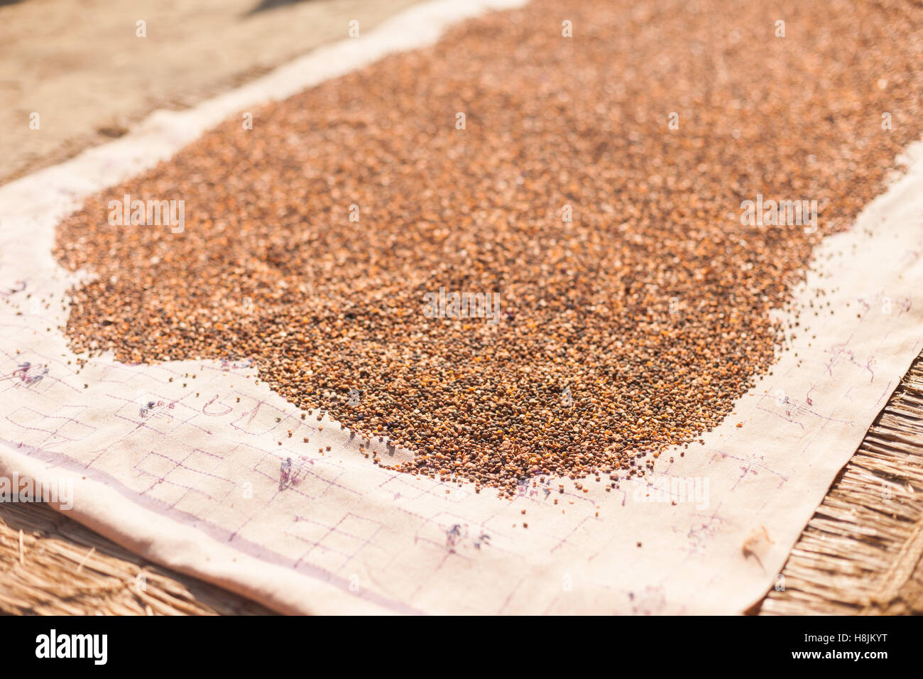 Pulses drying in the sun in Nepal Stock Photo - Alamy