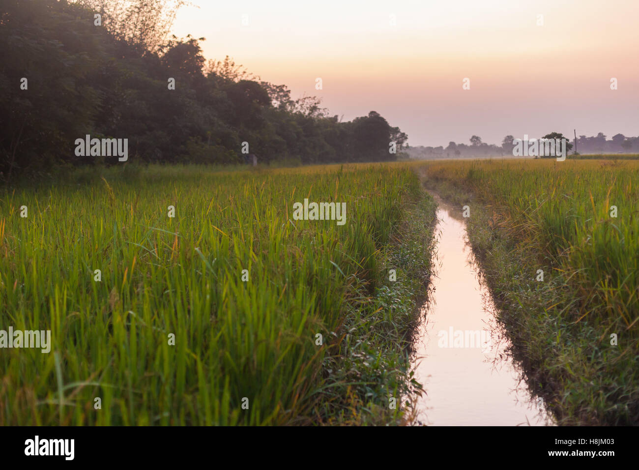 Paddy fields seen through hi-res stock photography and images - Alamy