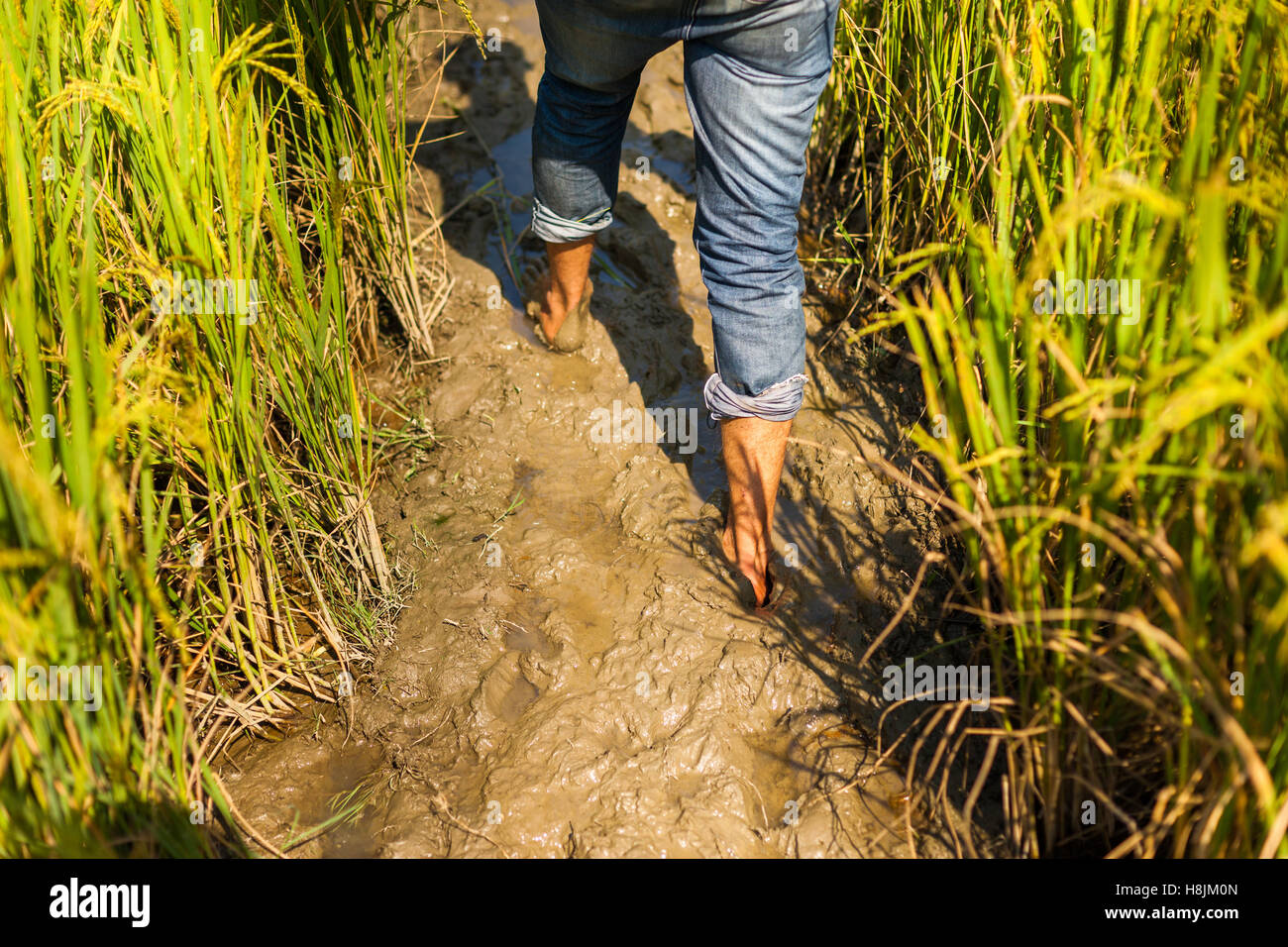 A man walks barefoot through muddry rice fields Stock Photo - Alamy