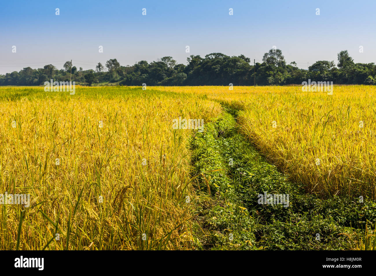 Rice fields in Chitwan, Nepal Stock Photo - Alamy