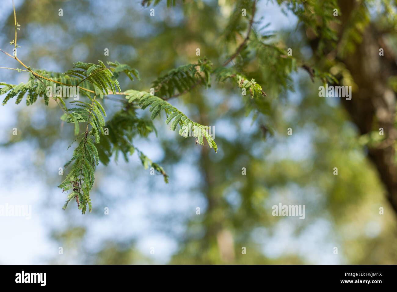 Leaves of the Amla (Phyllanthus emblica) tree, Nepal Stock Photo - Alamy