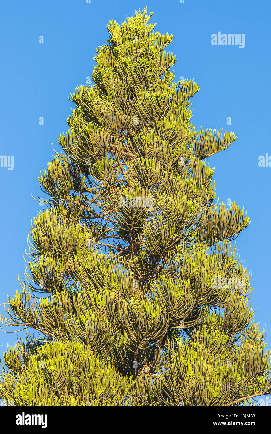 Conifer tree. This photograph was taken on the island of Cyprus Stock ...