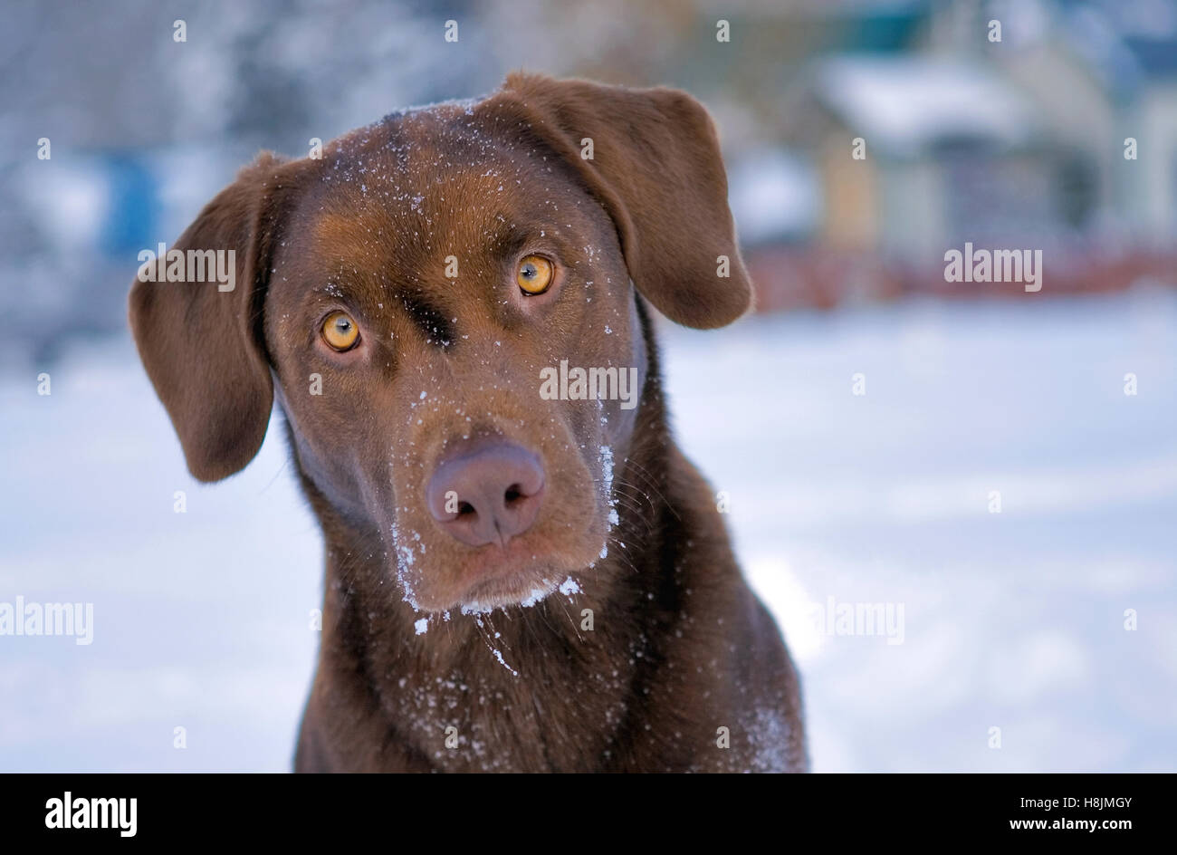 Chocolate Labrador Retriever sitting in snow,alert Stock Photo - Alamy