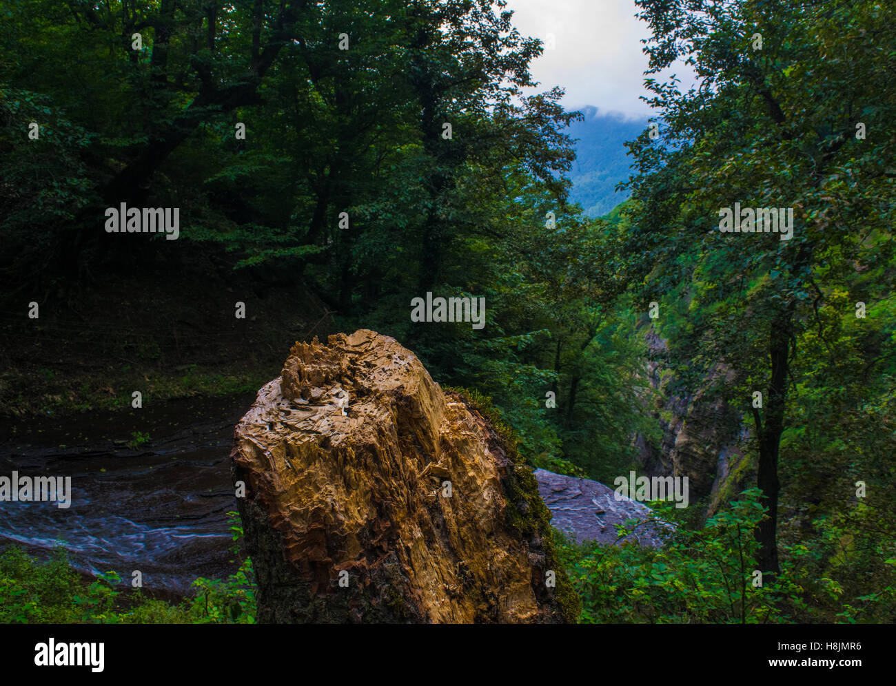 Cutted trees hi-res stock photography and images - Alamy