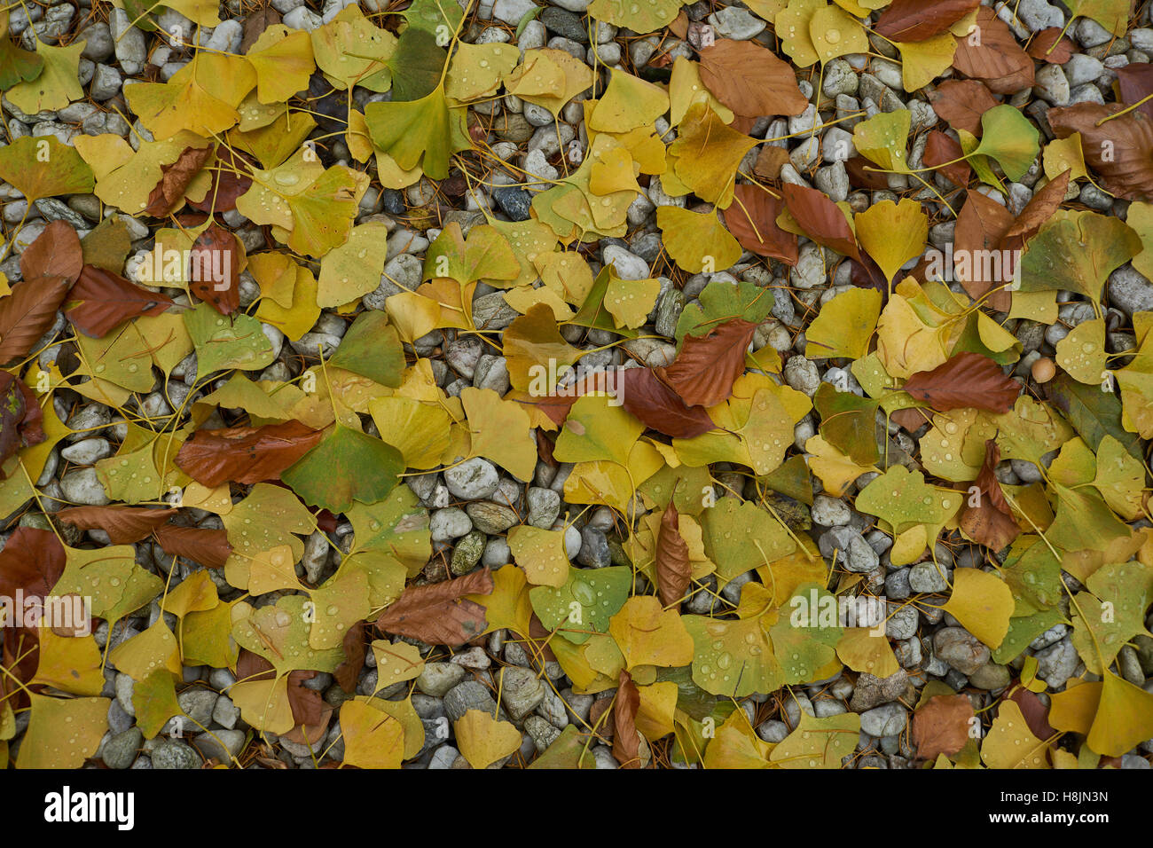 Multicolor autumn Fall colors Stock Photo - Alamy