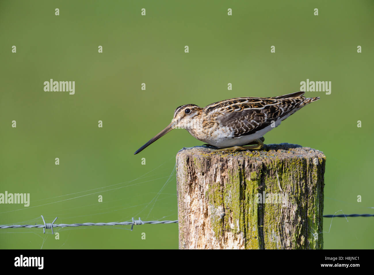 Bekassine, Gallinago gallinago, Common Snipe Stock Photo - Alamy