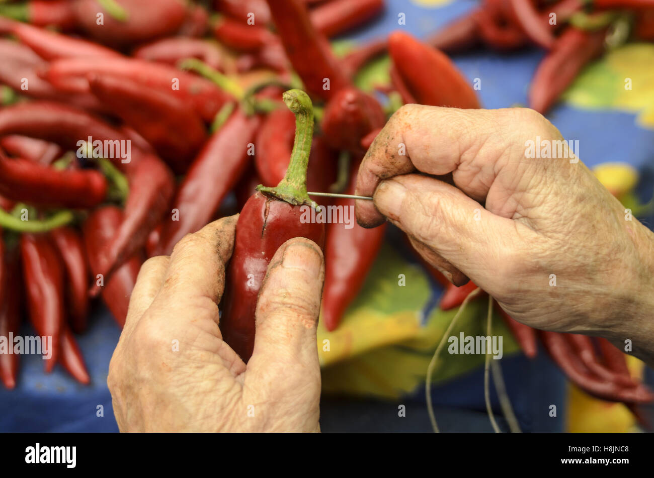 red paprika are line up with a needle on a thin ribbon to dry Stock ...