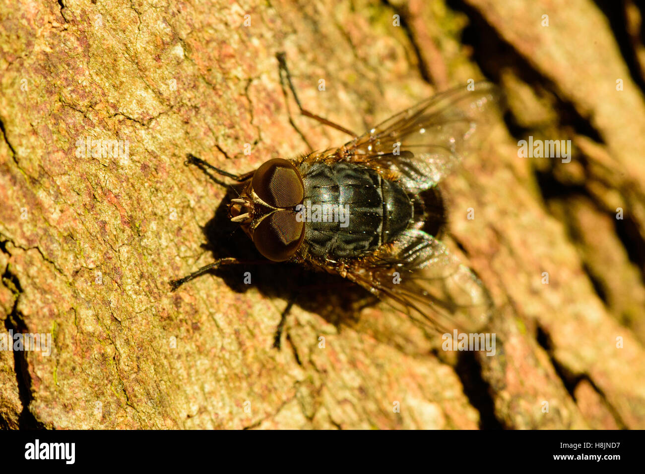Macro of a Blow fly Stock Photo - Alamy
