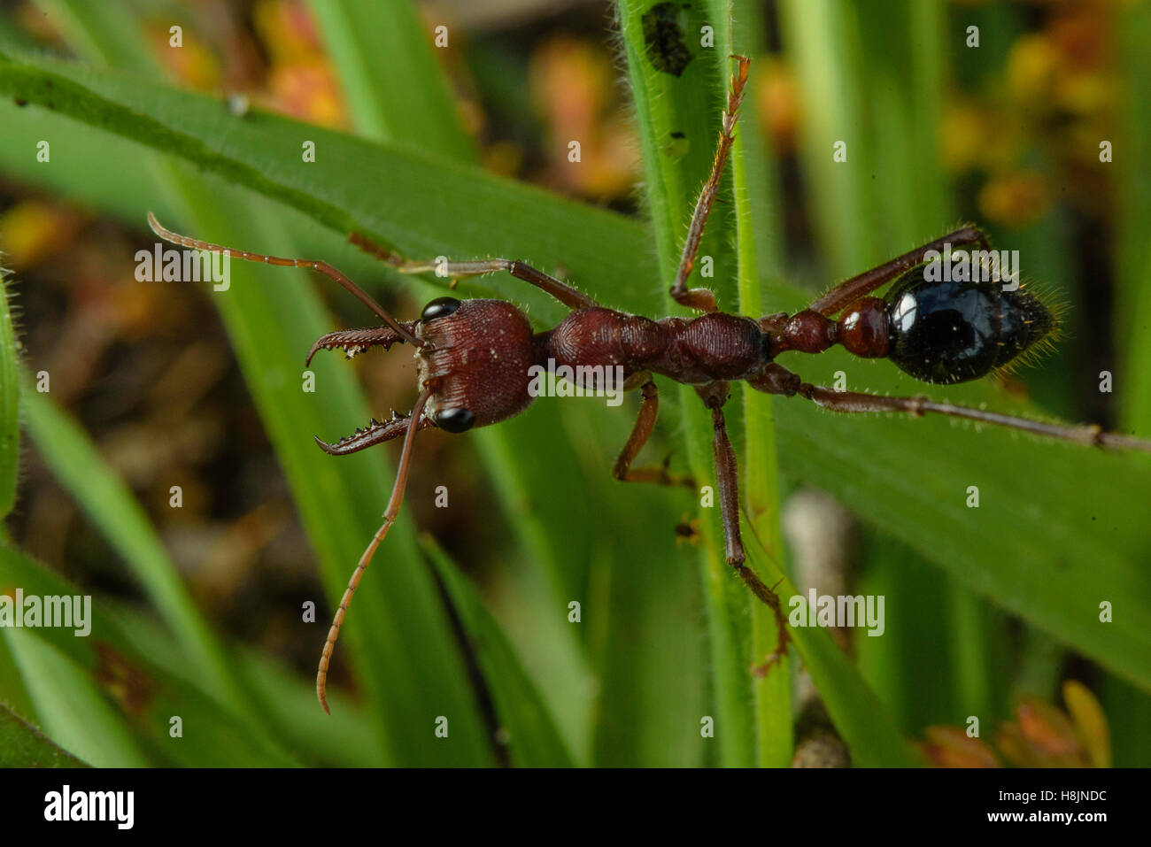 Bull ant hi-res stock photography and images - Alamy
