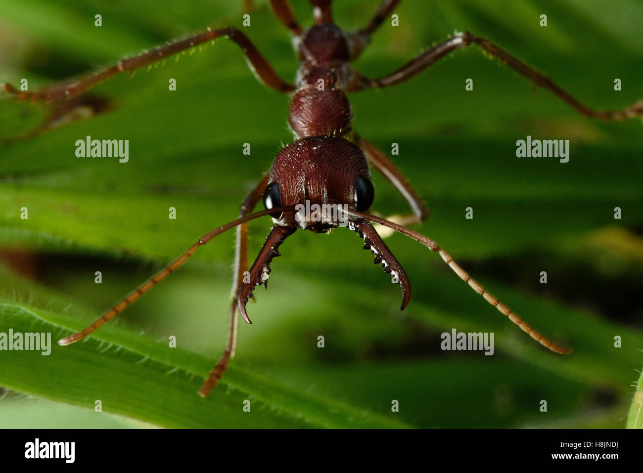 Bull ant hi-res stock photography and images - Alamy