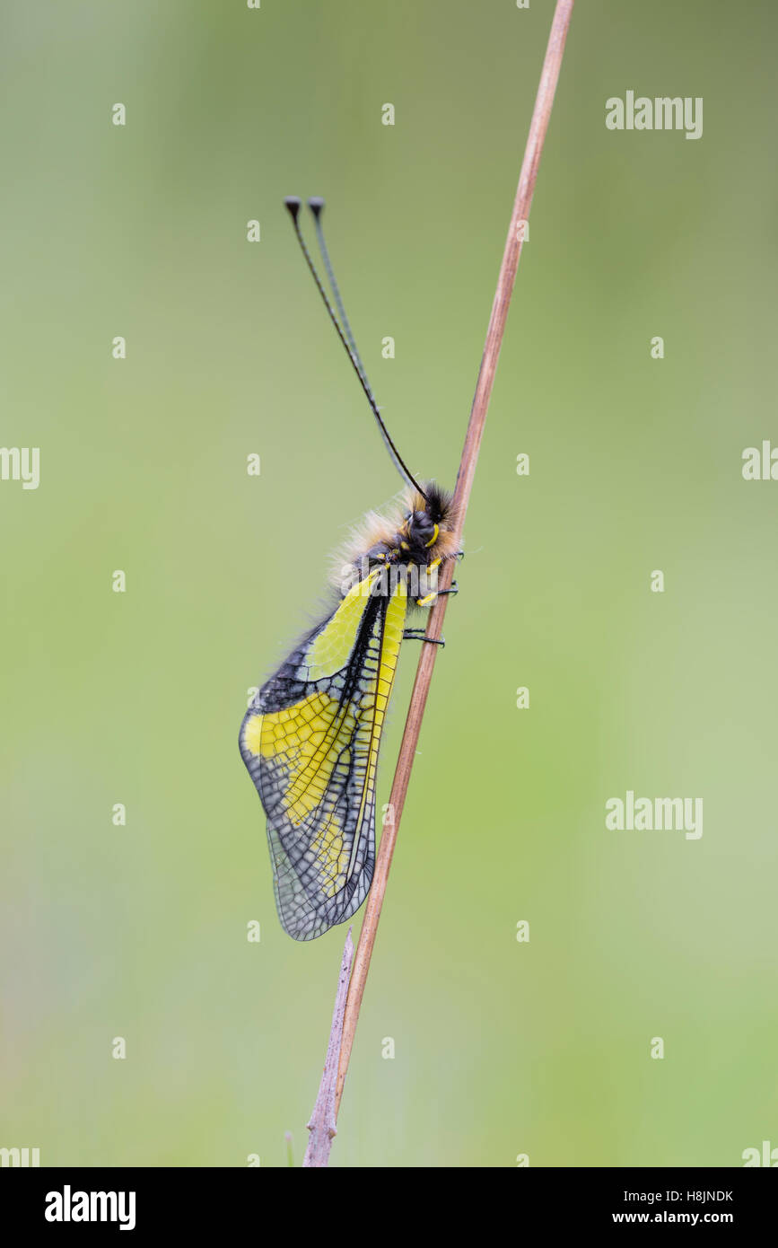 Libelloides High Resolution Stock Photography and Images - Alamy