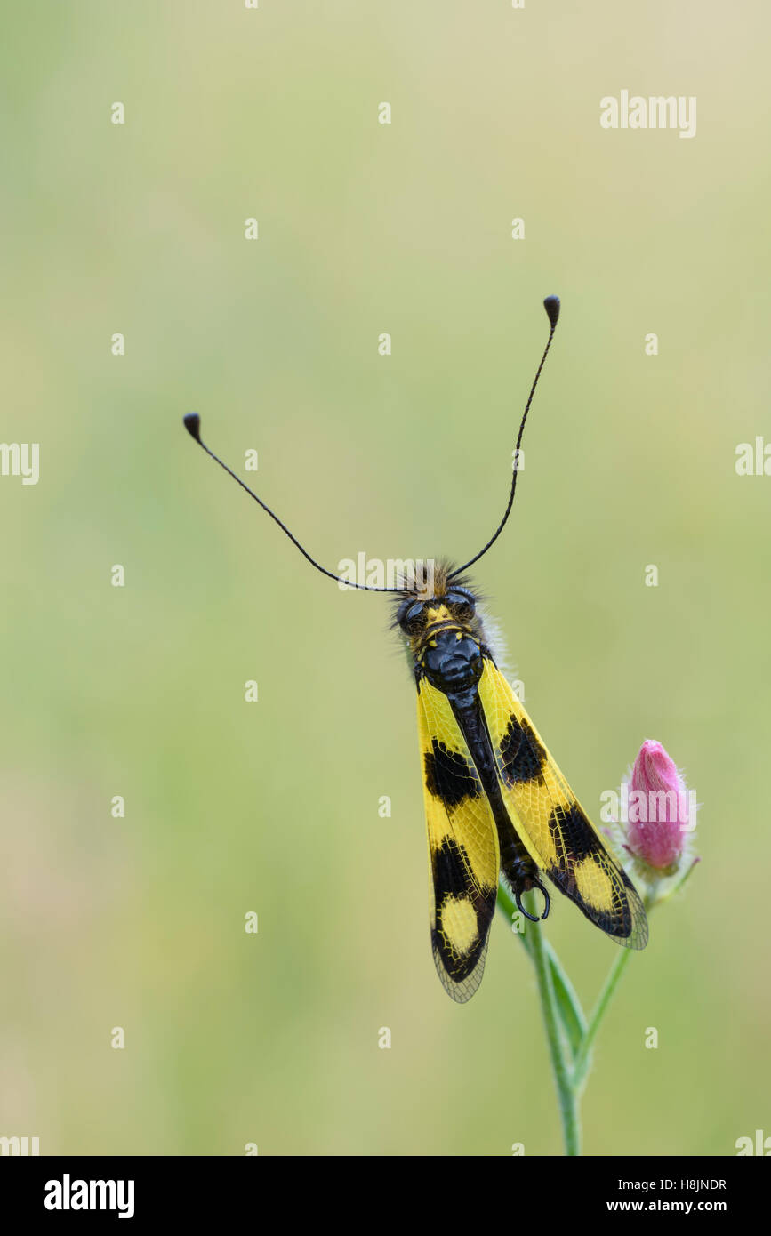 Oestliches Schmetterlingshaft, Libelloides macaronius, Ascalaphid ...