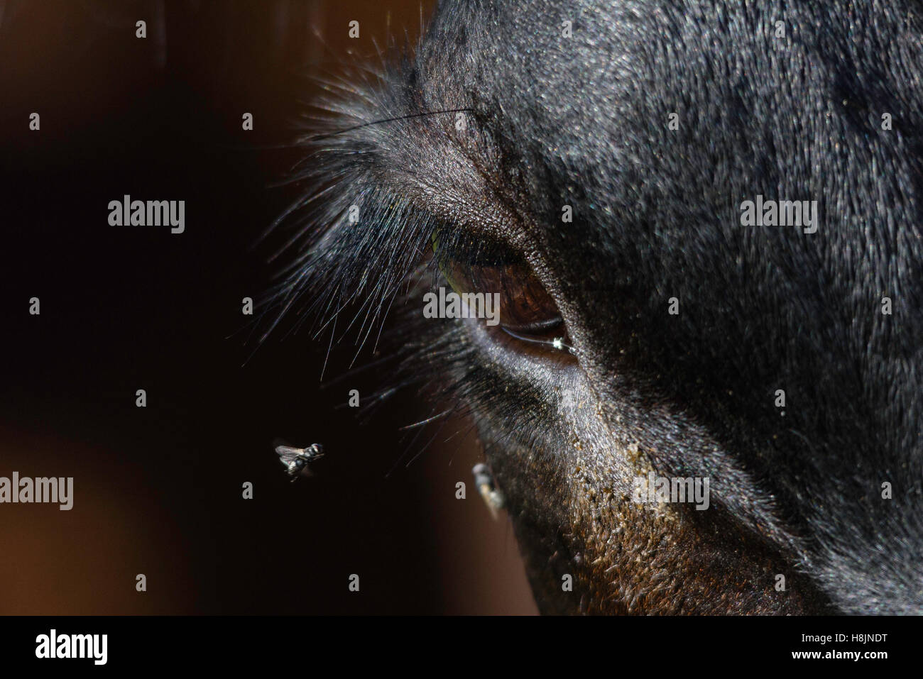 Cows eye and a fly hovering close Stock Photo - Alamy