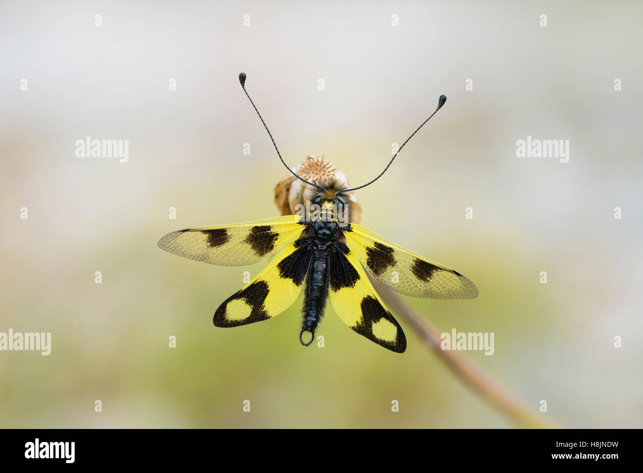 Libelloides High Resolution Stock Photography and Images - Alamy