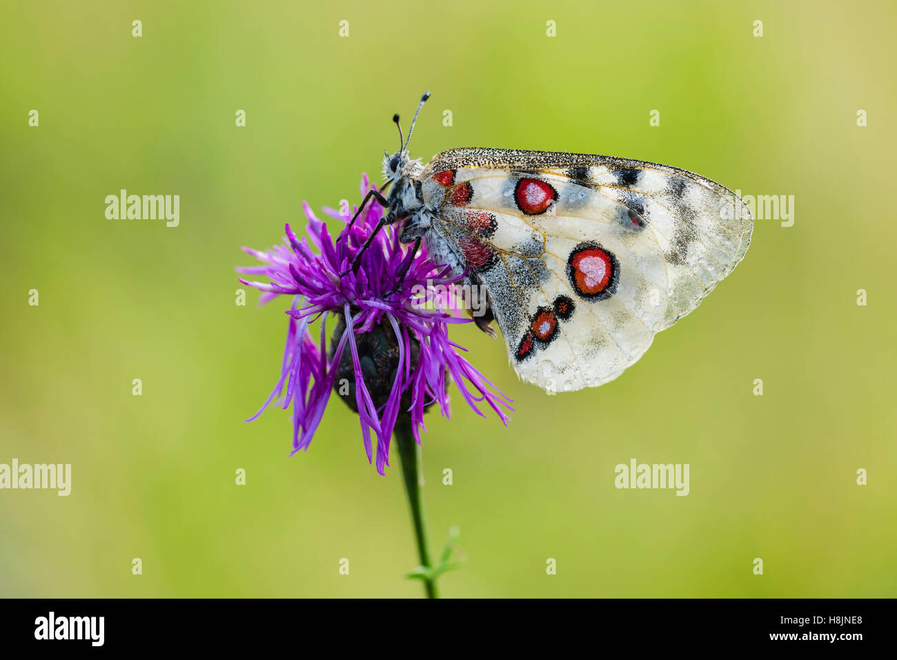 Roter Apollofalter Weibchen, Parnassius apollo lithographicus, Female ...