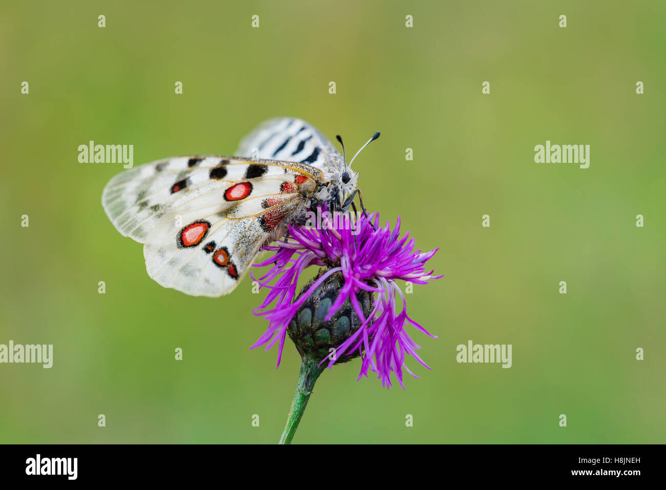 Roter Apollofalter Weibchen, Parnassius apollo lithographicus, Female ...