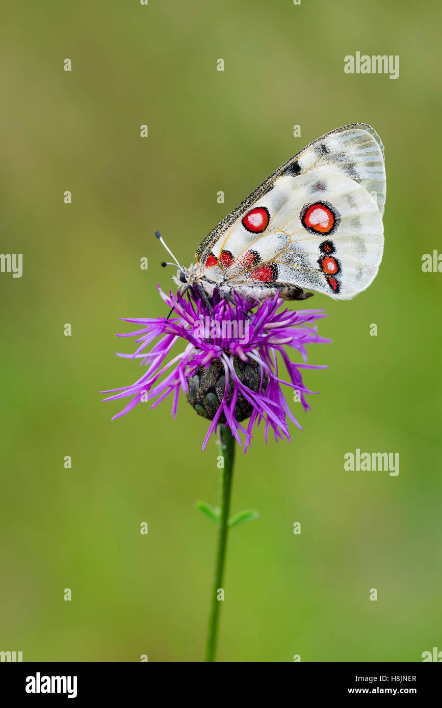 Roter Apollofalter Weibchen, Parnassius apollo lithographicus, Female ...