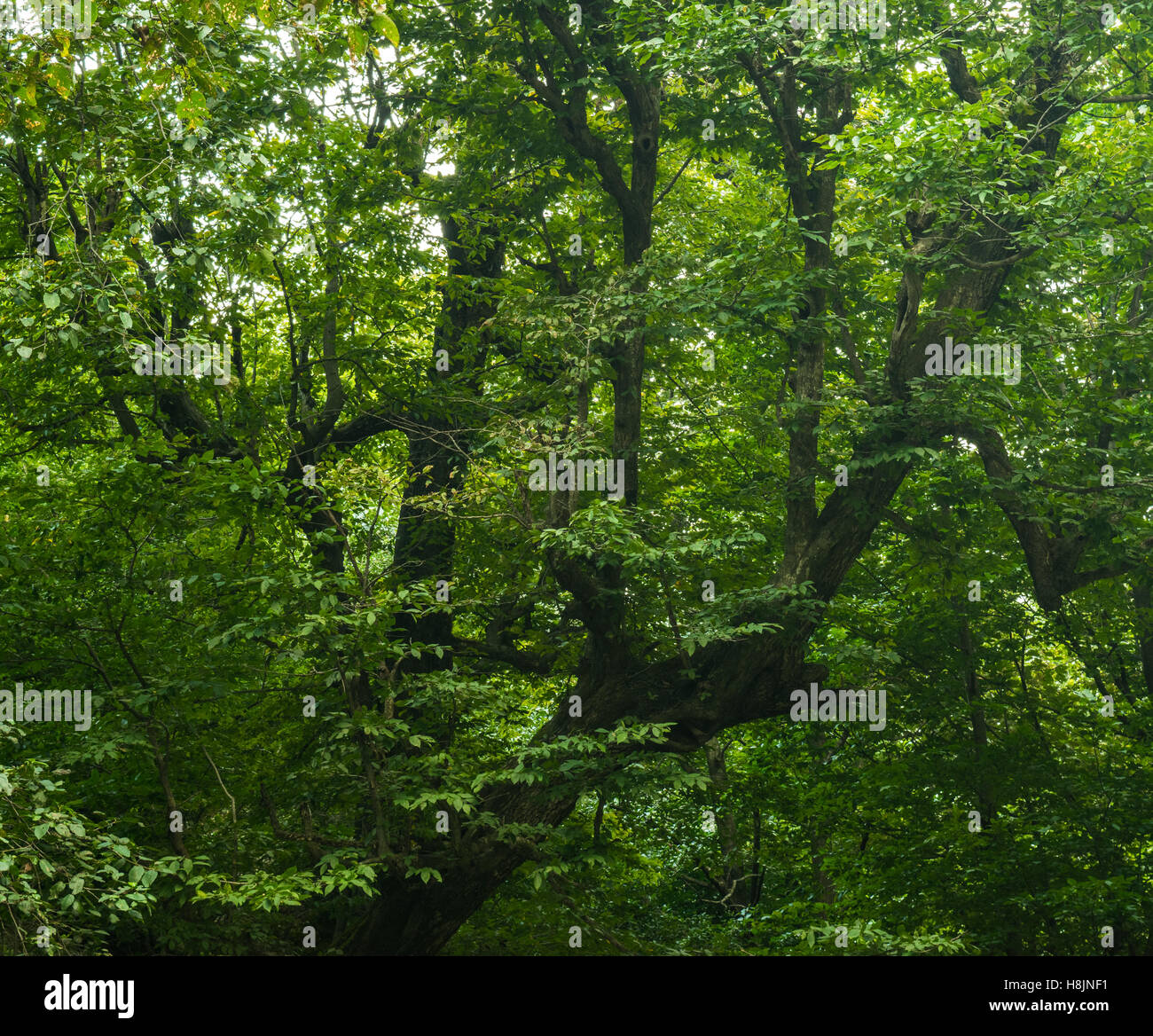 complex tree in jungle Stock Photo - Alamy