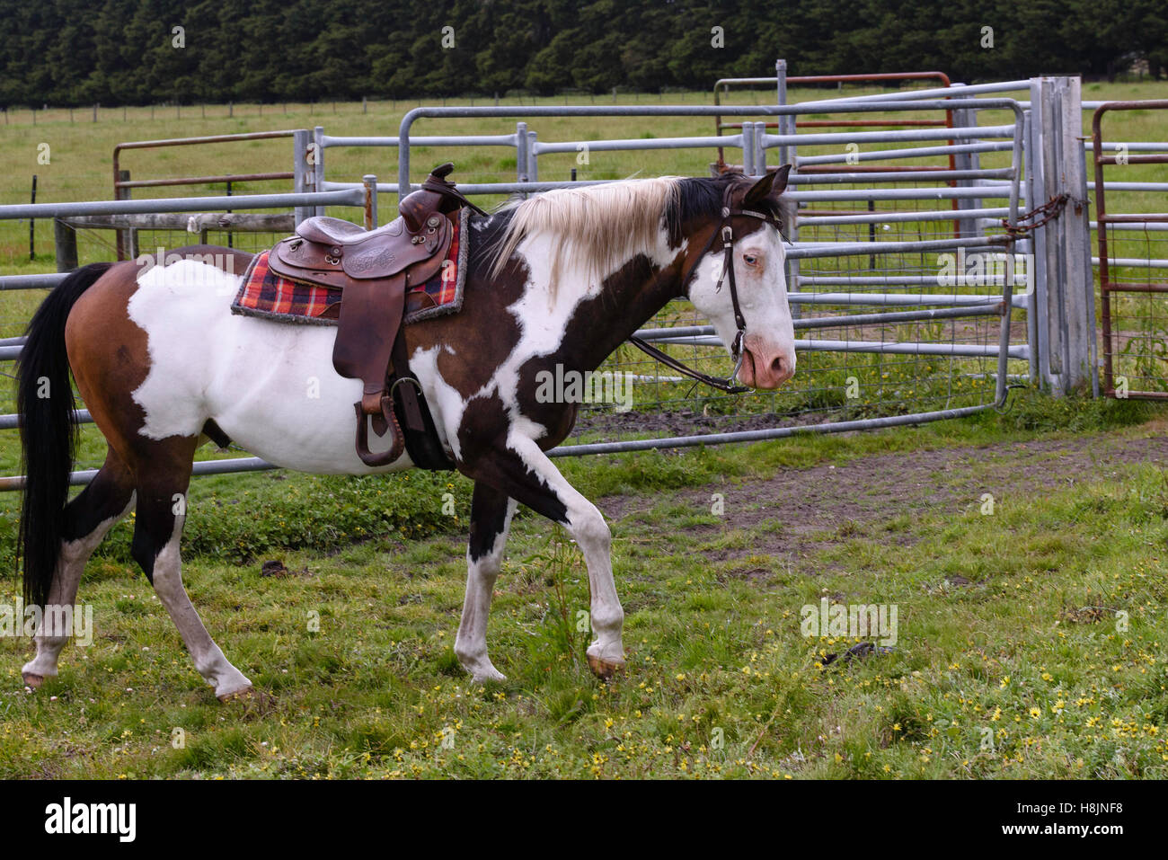 Horse in yards hi-res stock photography and images - Alamy
