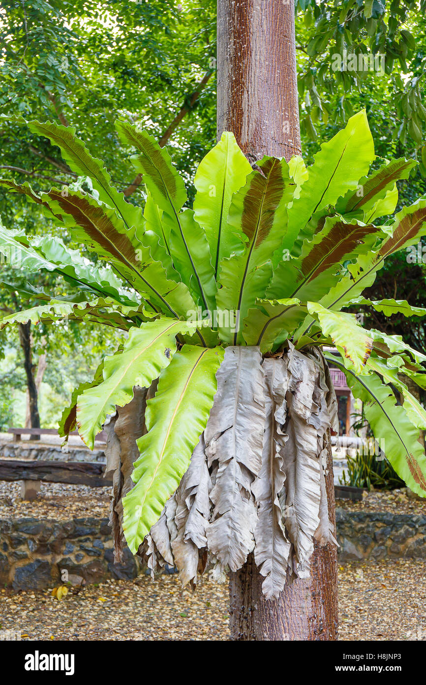Asplenium nidus on tree in garden Stock Photo - Alamy