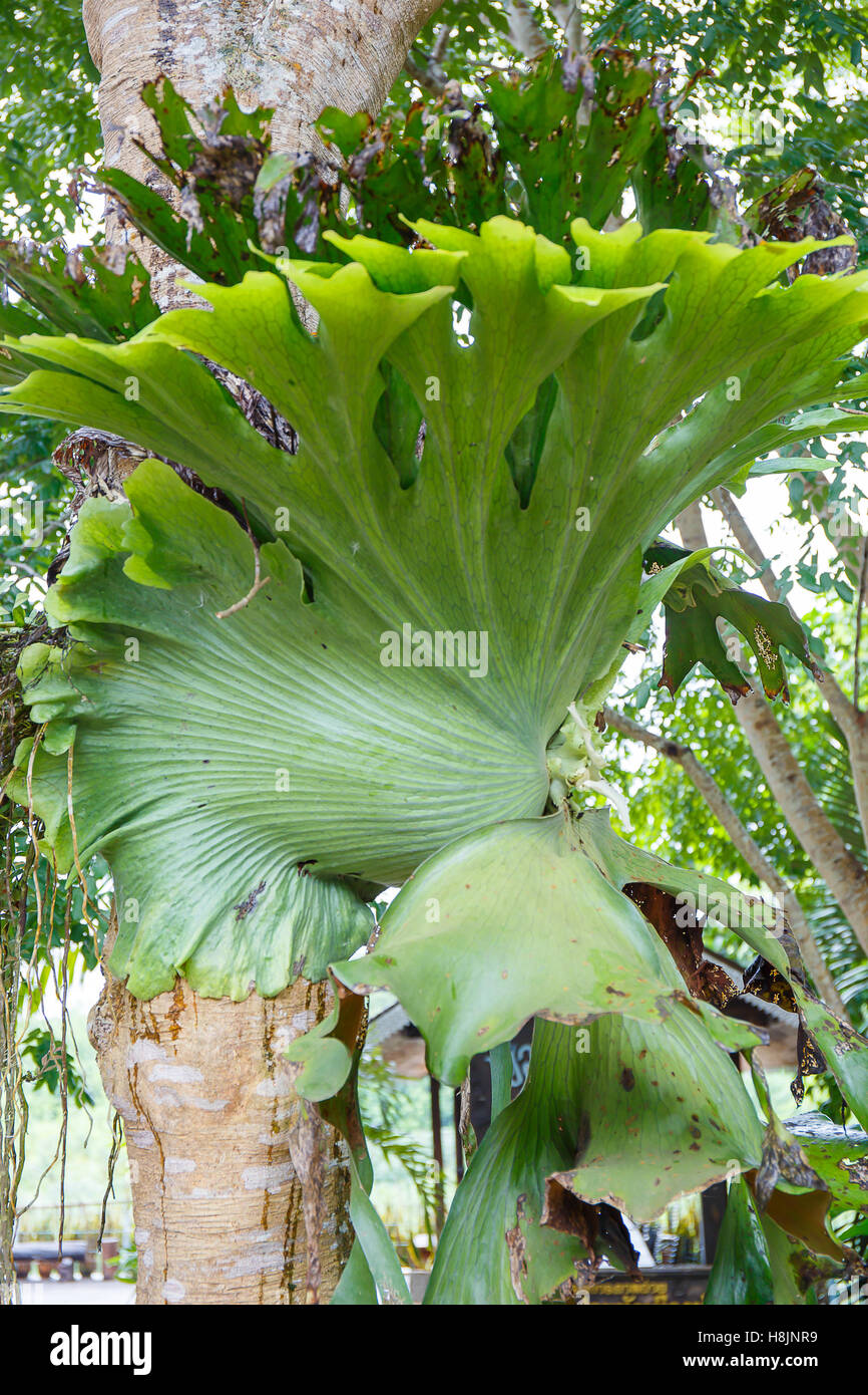 Stag horn fern hi-res stock photography and images - Alamy