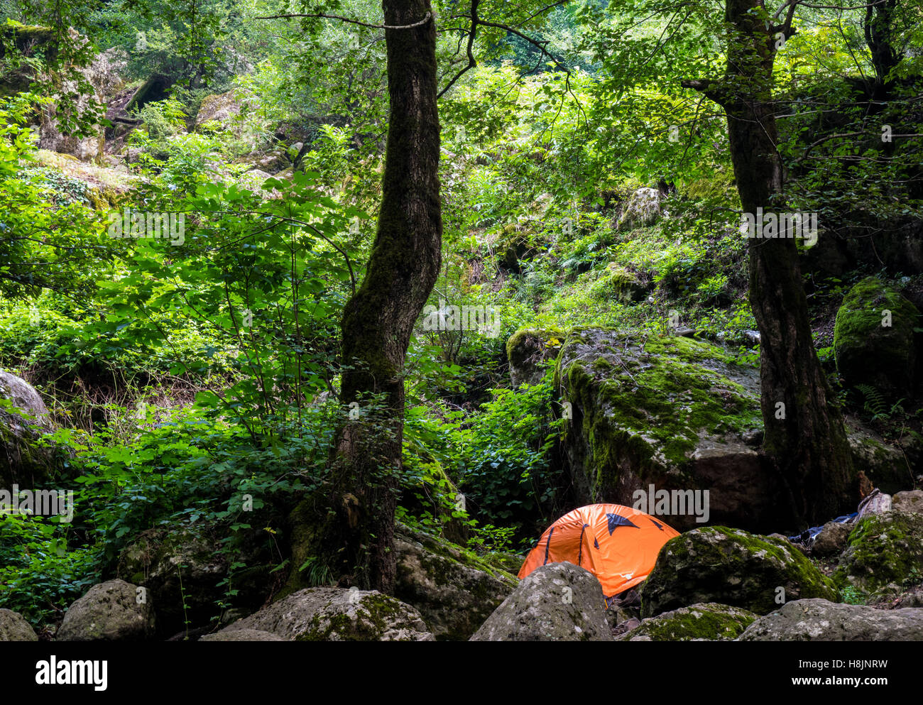 tent between trees! Stock Photo - Alamy