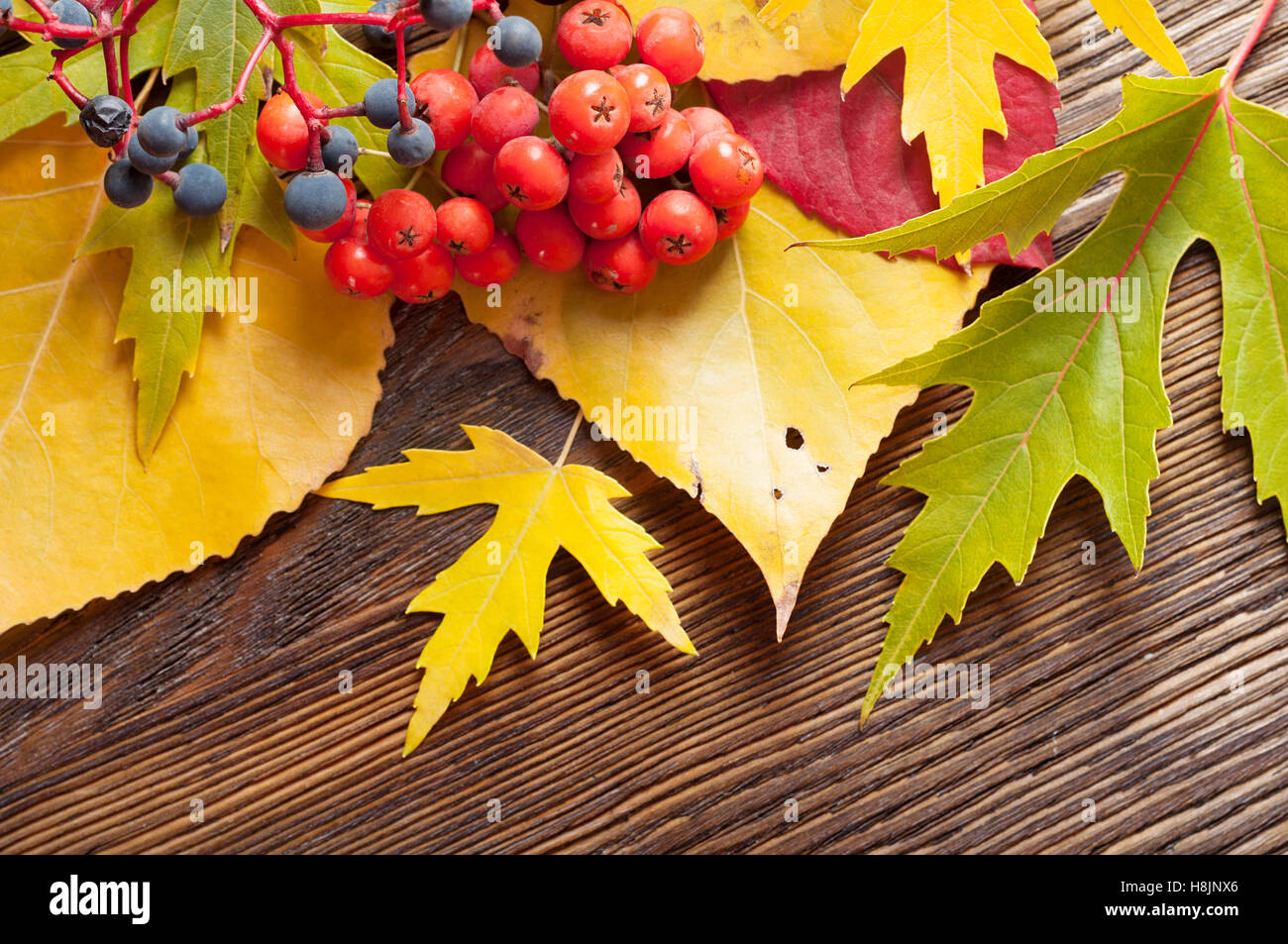 Autumn background with falling yellow leaves and rowan berries Stock ...