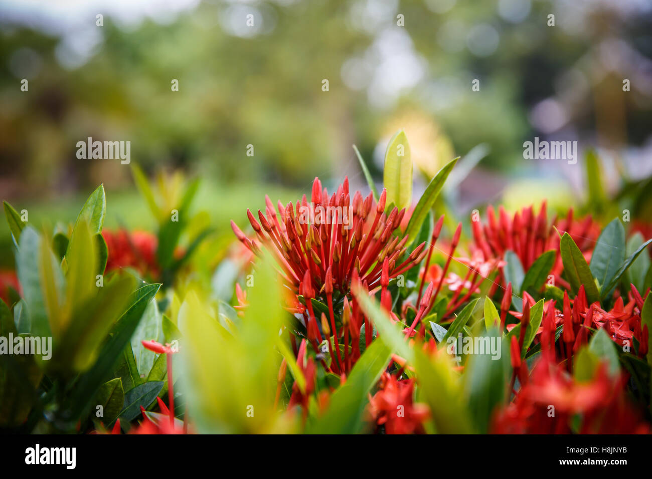 Australian native bouquet hi-res stock photography and images - Alamy