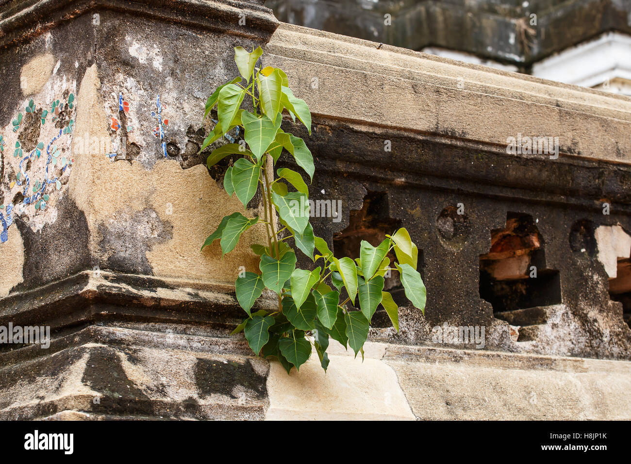tree on a concrete wall Stock Photo - Alamy