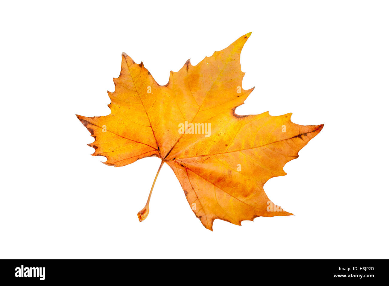 Fall yellow trees in Cut Out Stock Images & Pictures - Alamy
