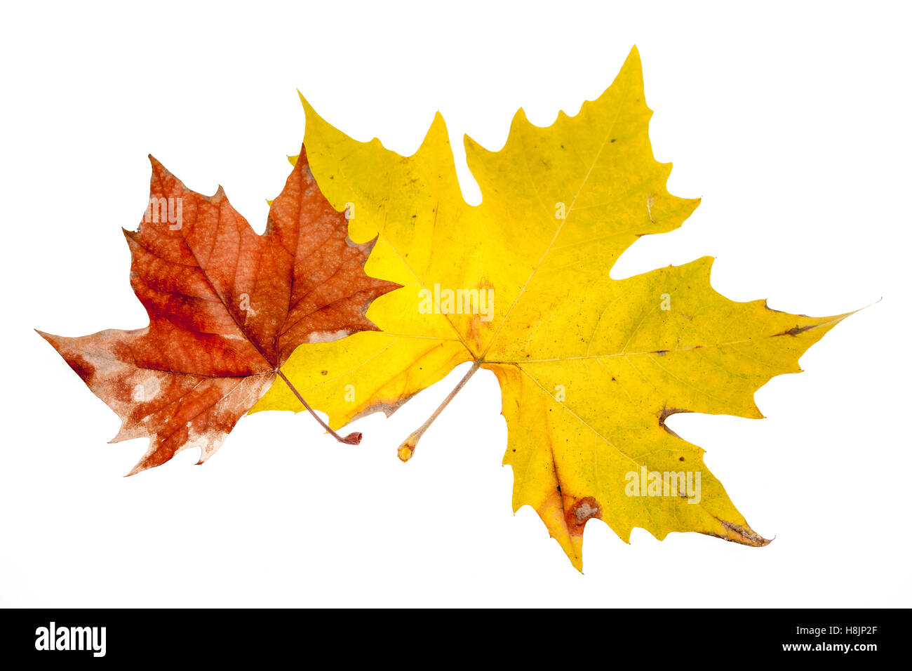 Discolored trees leaf in close hi-res stock photography and images - Alamy