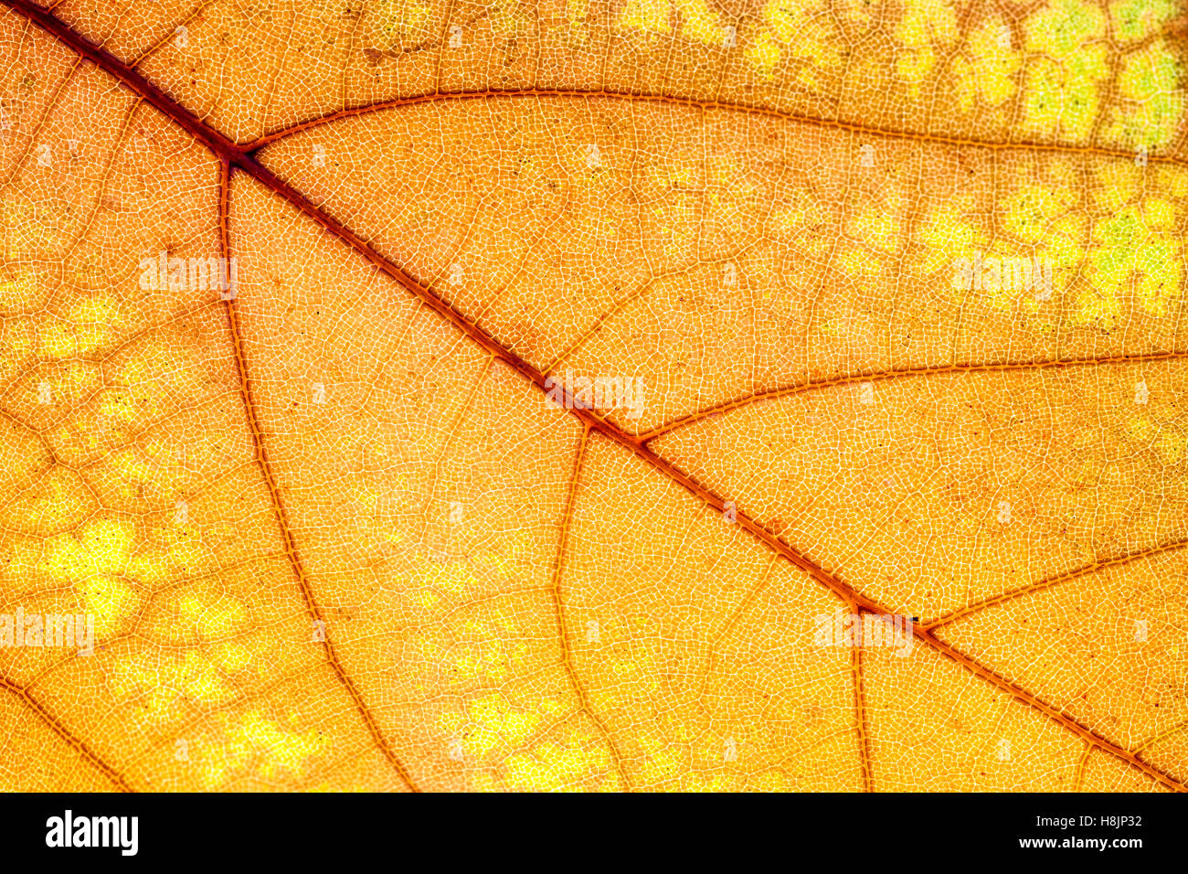 Close up of an orange leaf texture of an tree Stock Photo - Alamy