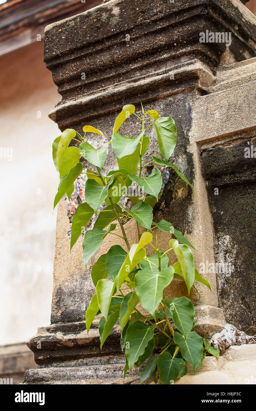 tree on a concrete wall Stock Photo - Alamy