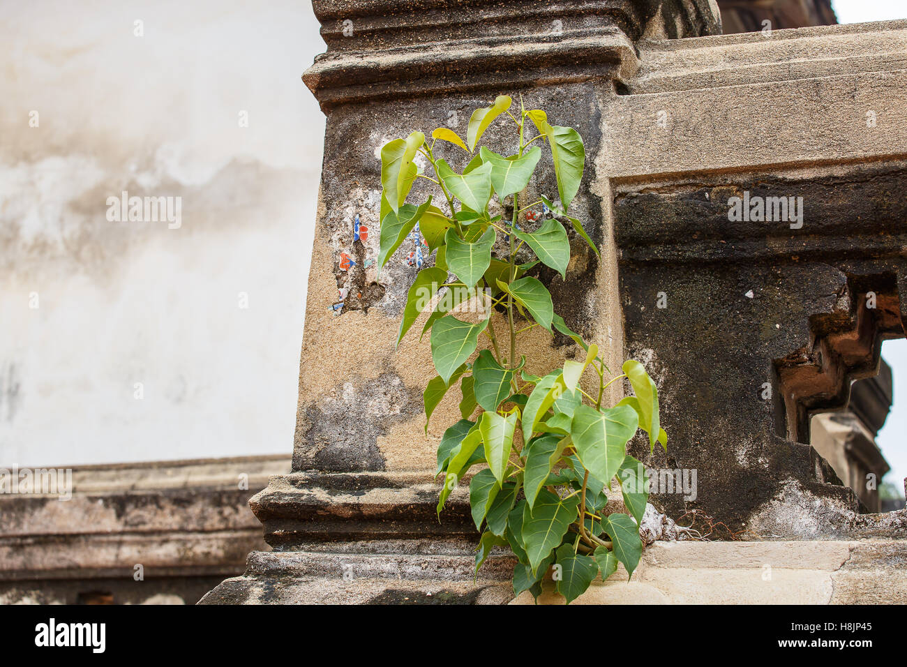 tree on a concrete wall Stock Photo - Alamy