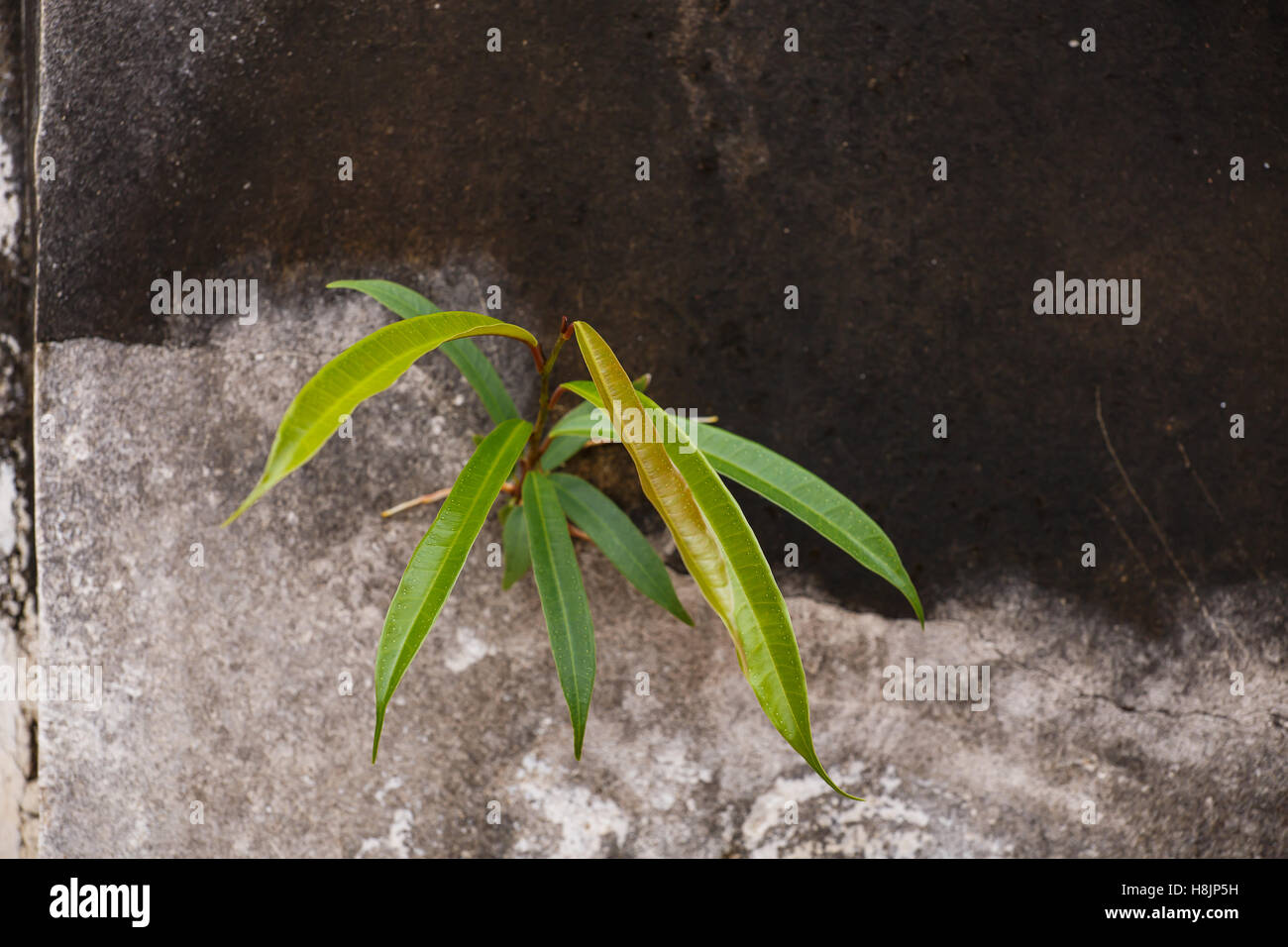 tree on a concrete wall Stock Photo - Alamy