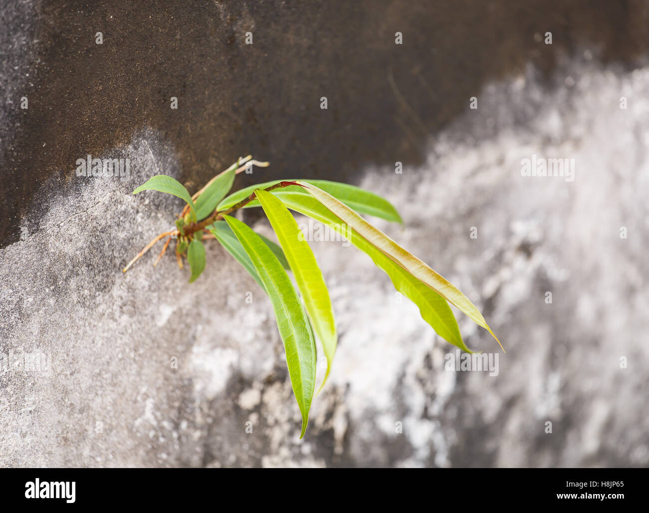 tree on a concrete wall Stock Photo - Alamy