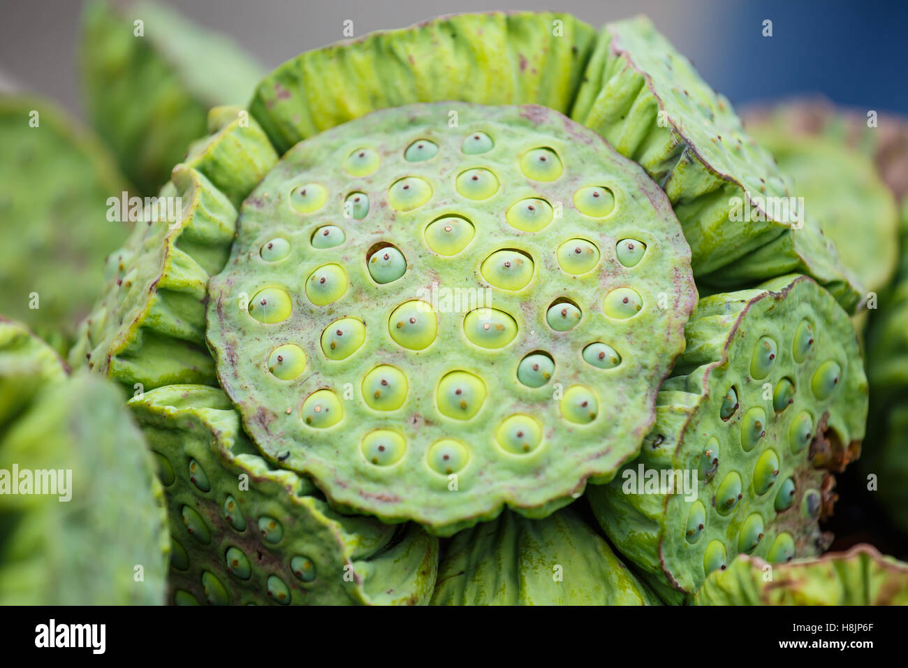 Basket lotus hi-res stock photography and images - Alamy