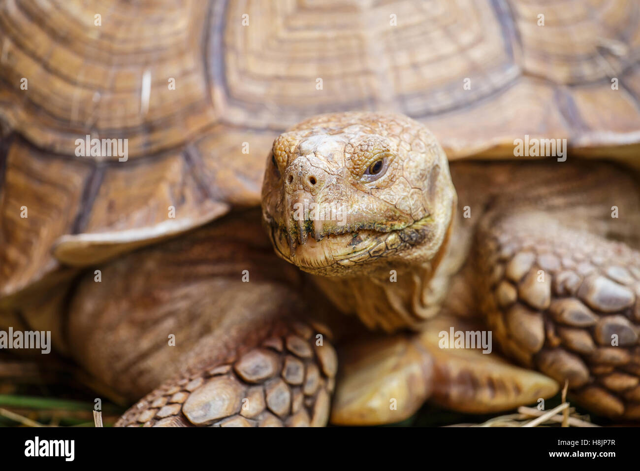 giant turtles close up Stock Photo - Alamy