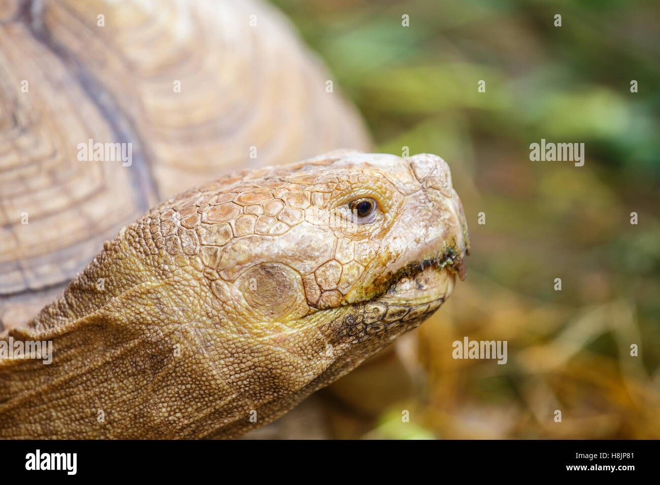 giant turtles close up Stock Photo - Alamy