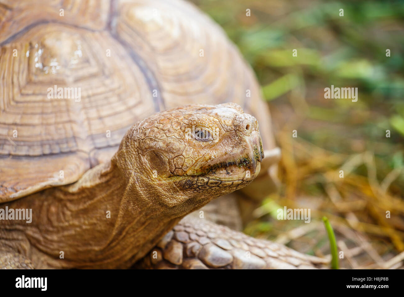 giant turtles close up Stock Photo - Alamy