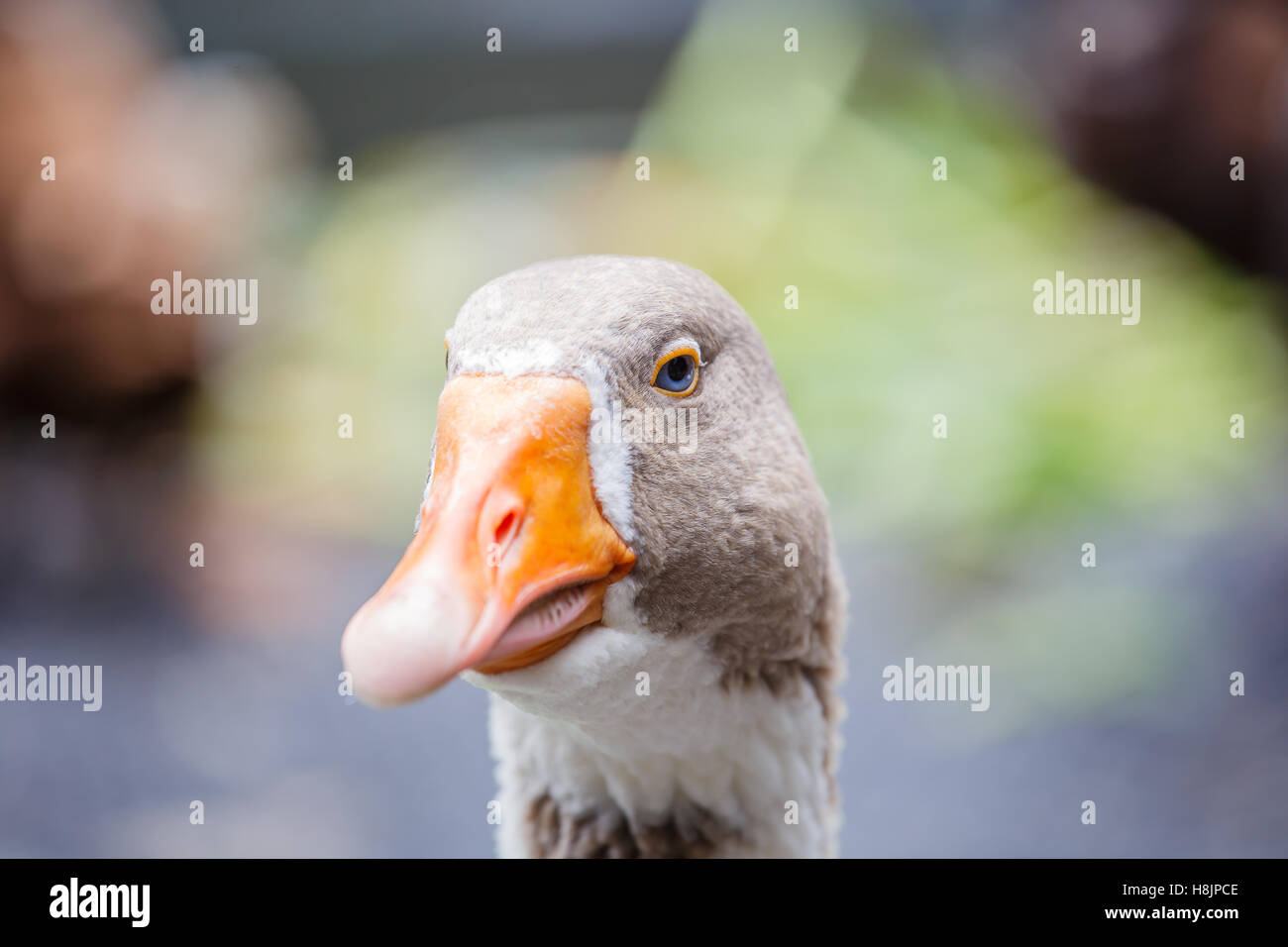 Closeup duck head portrait Stock Photo - Alamy