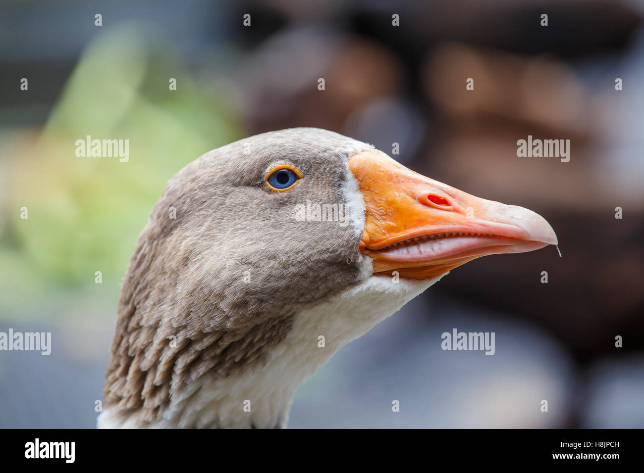 Closeup duck head portrait Stock Photo - Alamy