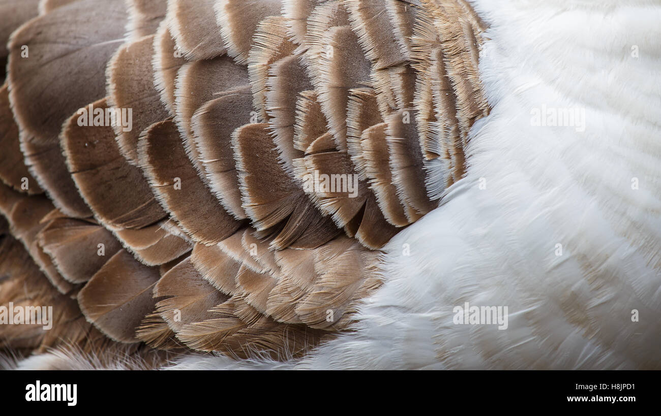 Pinion feather hi-res stock photography and images - Alamy