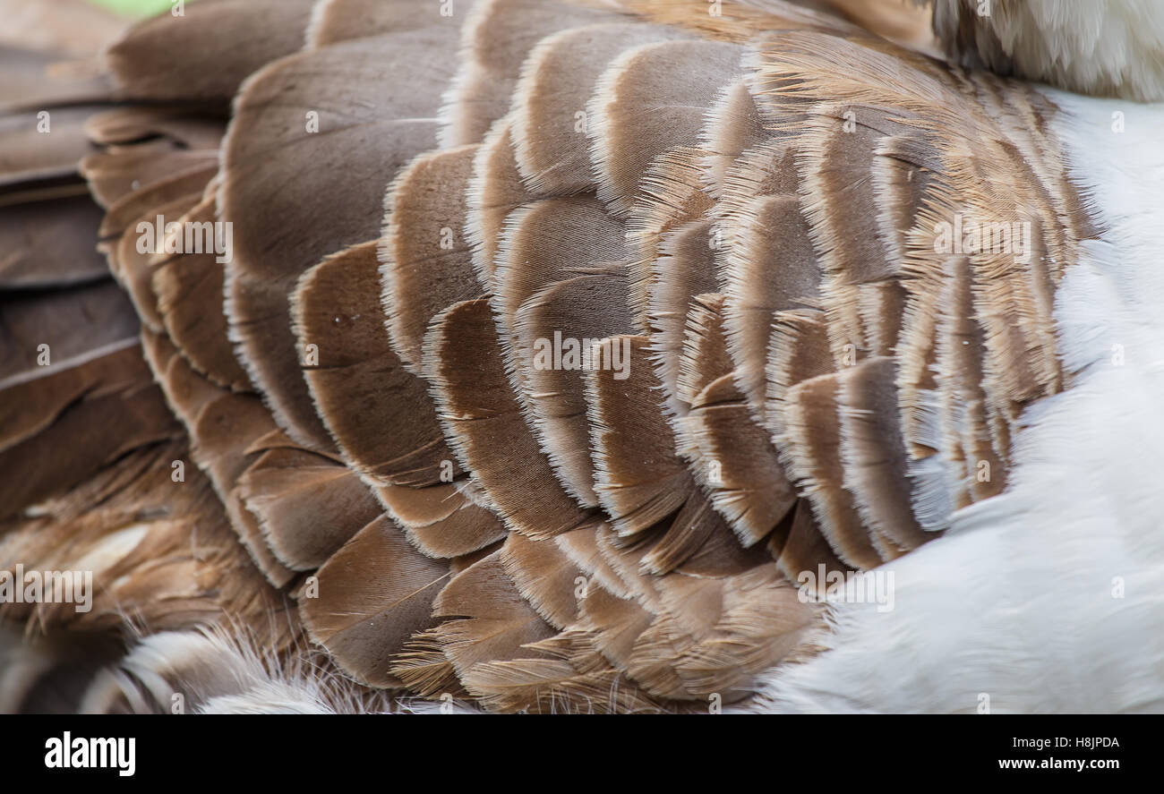 Pinion feather hi-res stock photography and images - Alamy